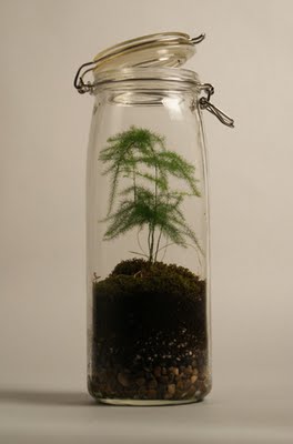 Casa Haus English: Casa Green - Terrariums