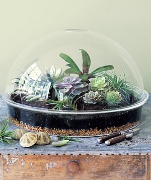 Casa Haus English: Casa Green - Terrariums