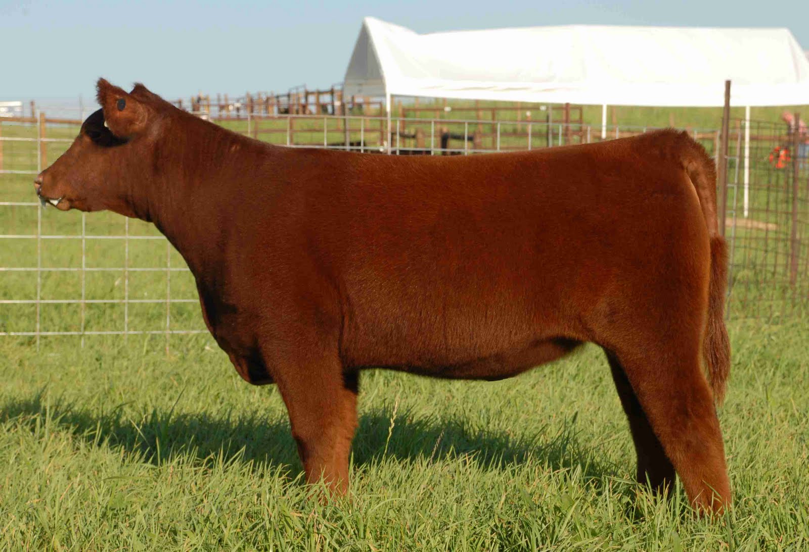 September 12th Sale (Phil Halbach) | Matt Lautner Cattle