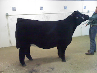 National Western Stock Show - Matt Lautner Cattle