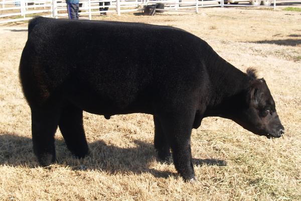 Monopoly: Displayed in Denver 2007 - Matt Lautner Cattle