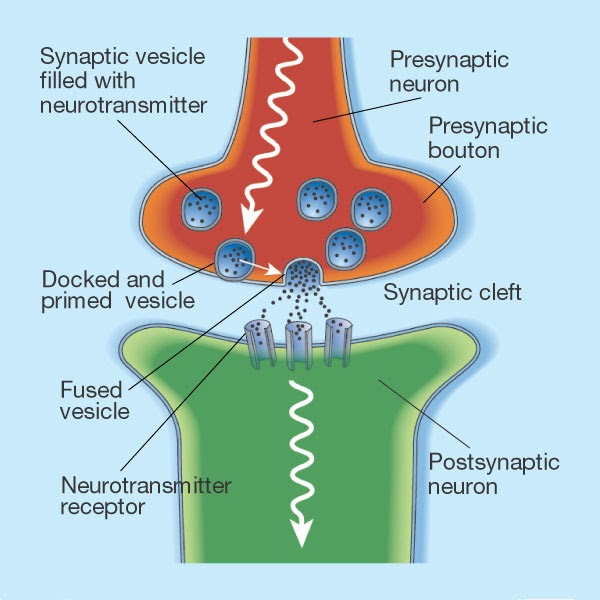 Changing Minds Around the World: Synaptic Plasticity and Down syndrome