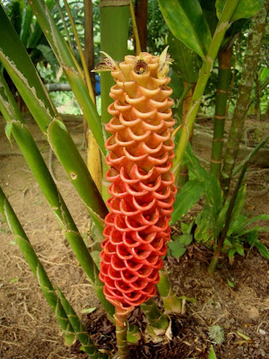 Joe's Garden: Beehive Ginger (ZINGIBER SPECTABILIS)