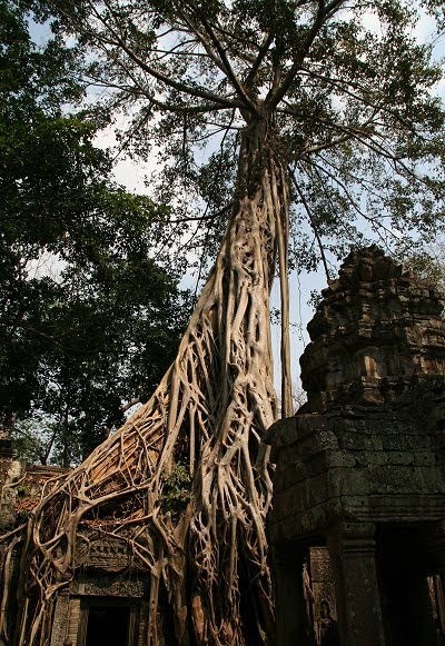 Kintall: NATURE - The world's most popular Neagari