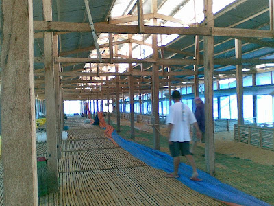 Jungle Jil: Chicken Farming In The Philippines: A Good Idea?