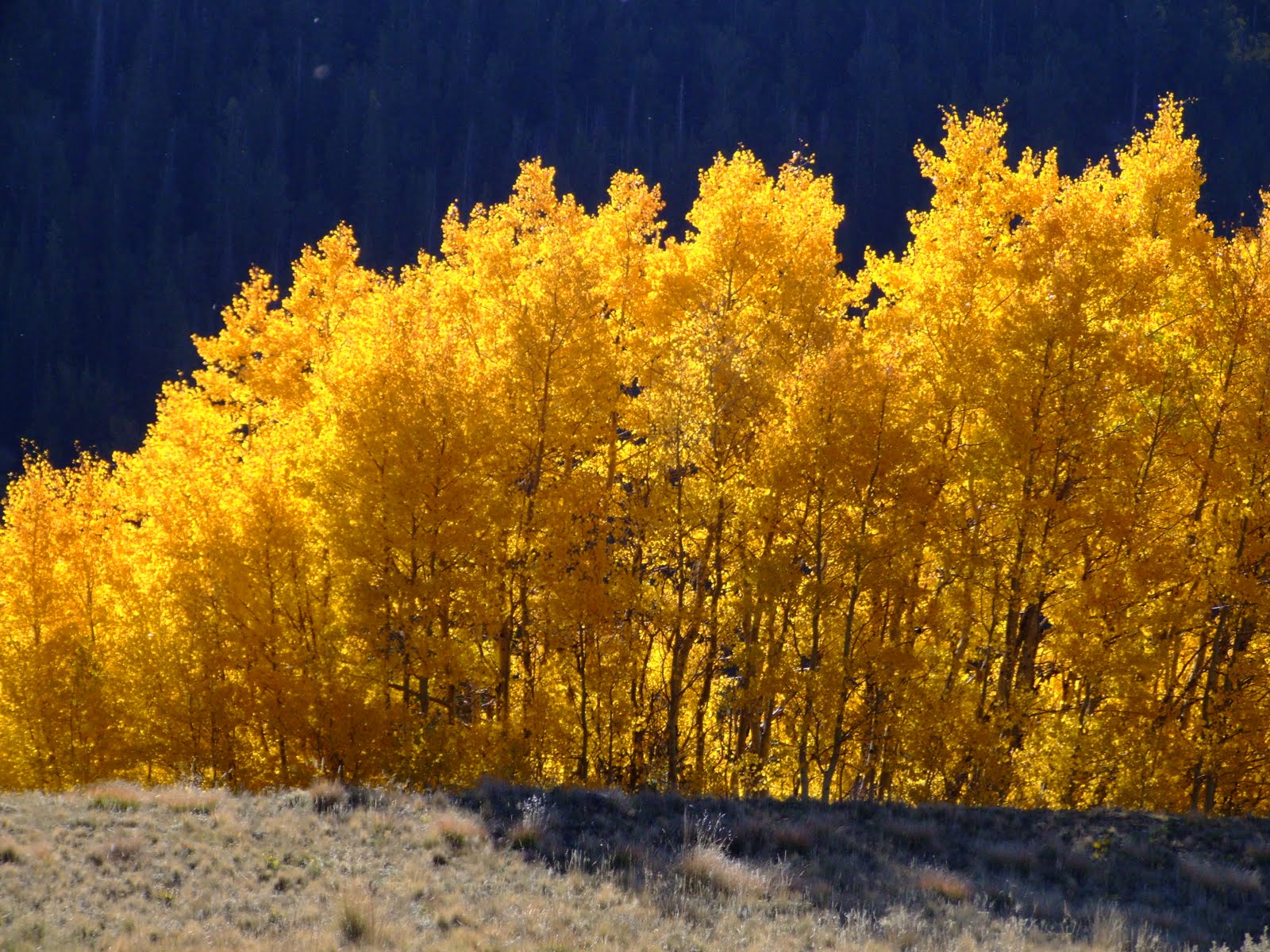 ResortQuest Breckenridge Blog: Fall in Colorado: Guide to Fall Colors ...