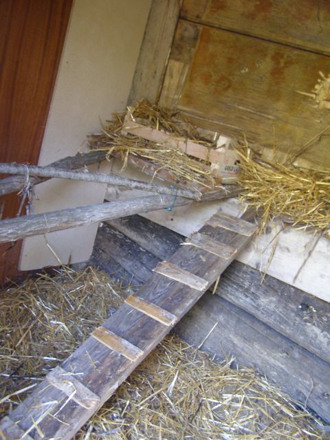 La Tavola Marche: Chicken Wrangler: Raising Happy Free Range Chickens