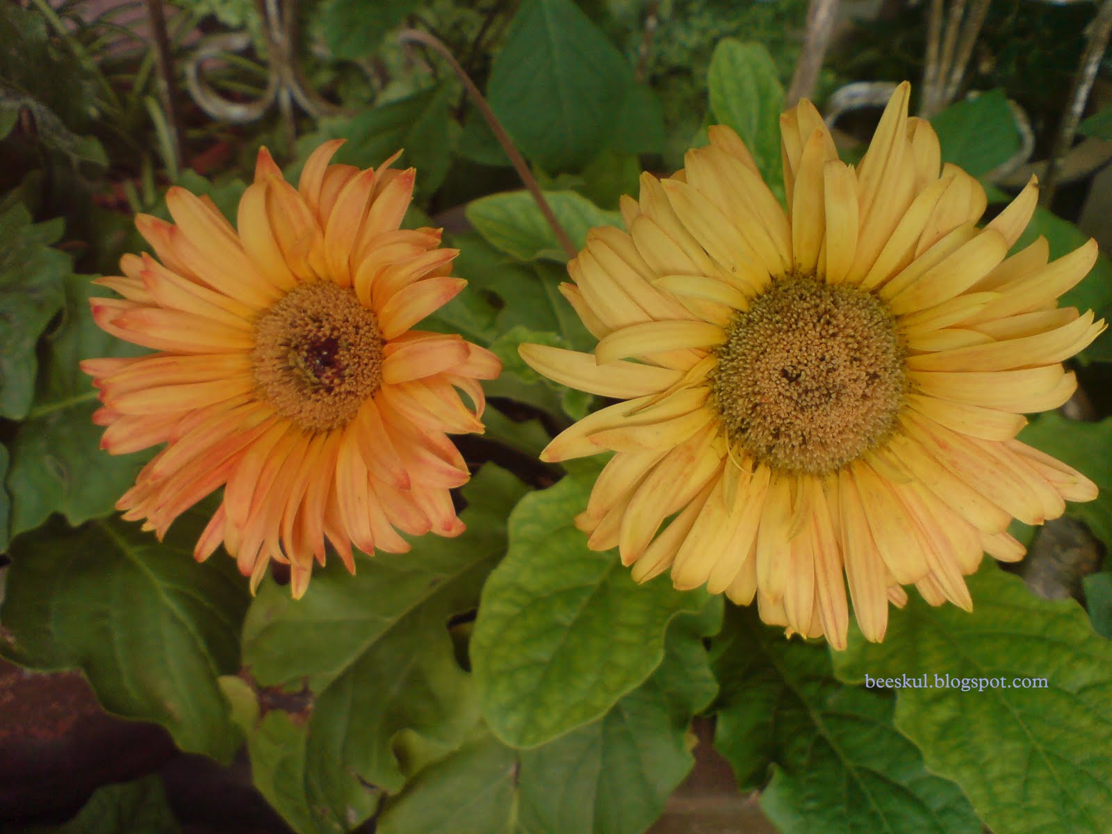 PerJaLANan: Bunga-Bunga Berkembang