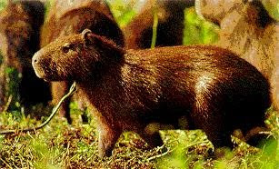 Apceconsultordecarnes7: Carne de capivara!