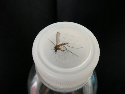 Alaska: Giant Mosquitoes
