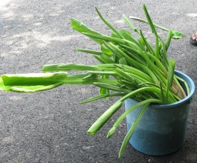 muhh kita "explore": Keladi Itik or keladi merawan