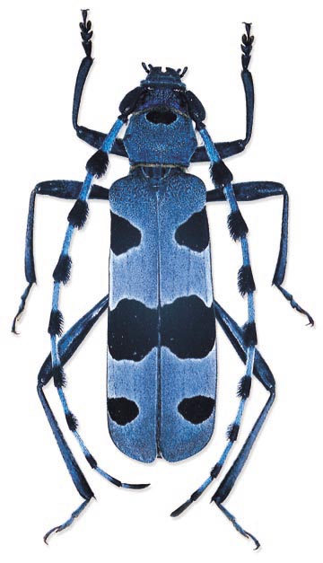 Il nome “Alpina” perché proviene dalle Alpi, ma il primo esemplare è ...