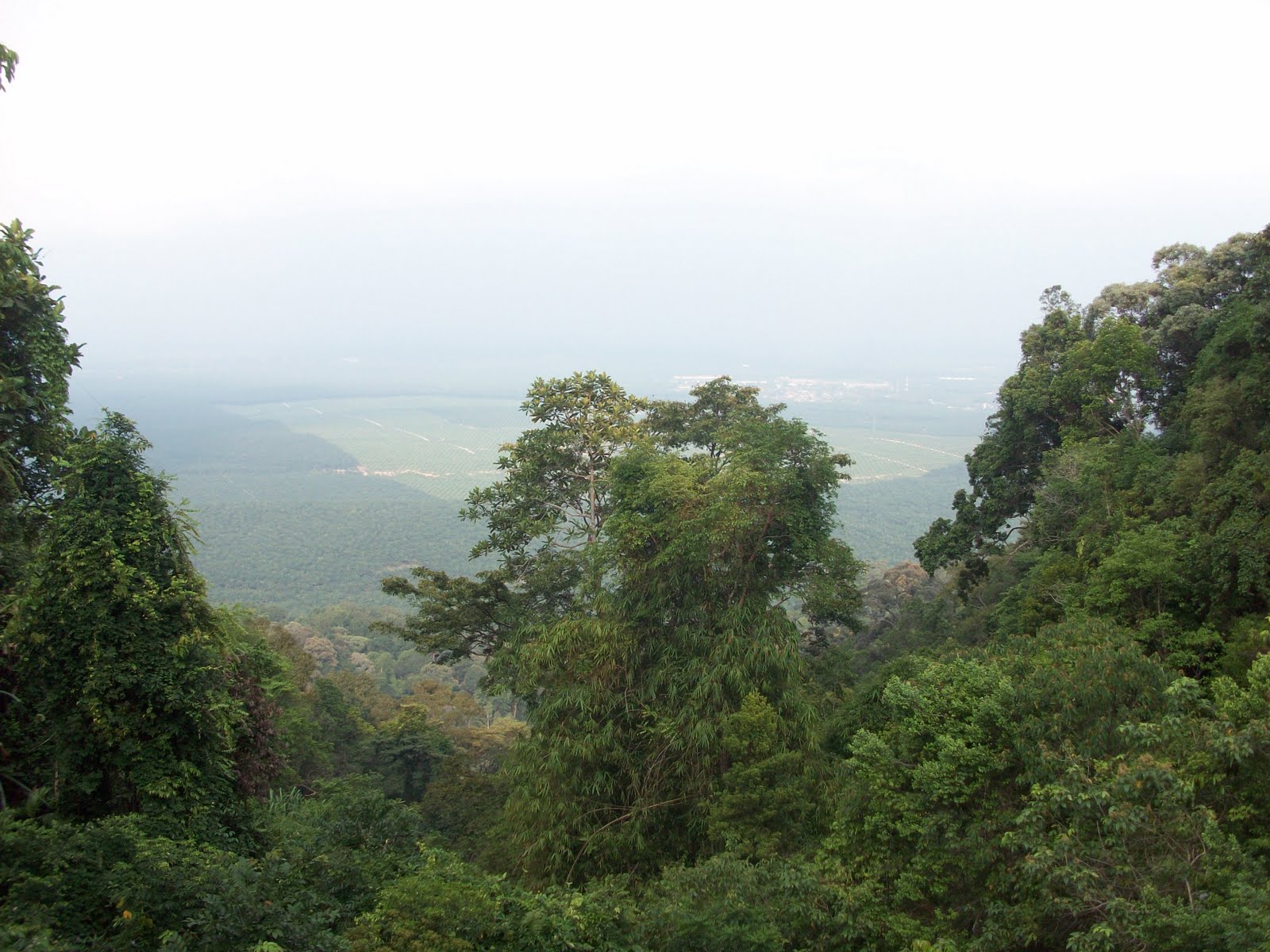 PERUBATAN ISLAM 7 PUTERI: PENGASAS