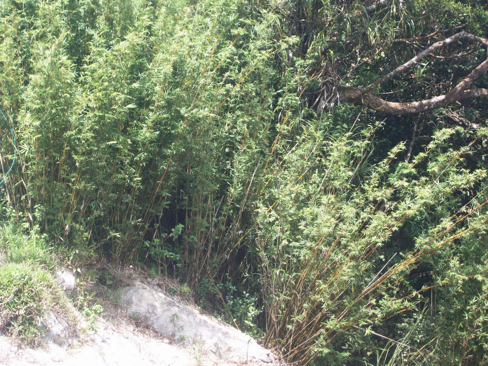 PERUBATAN ISLAM 7 PUTERI: PENGASAS