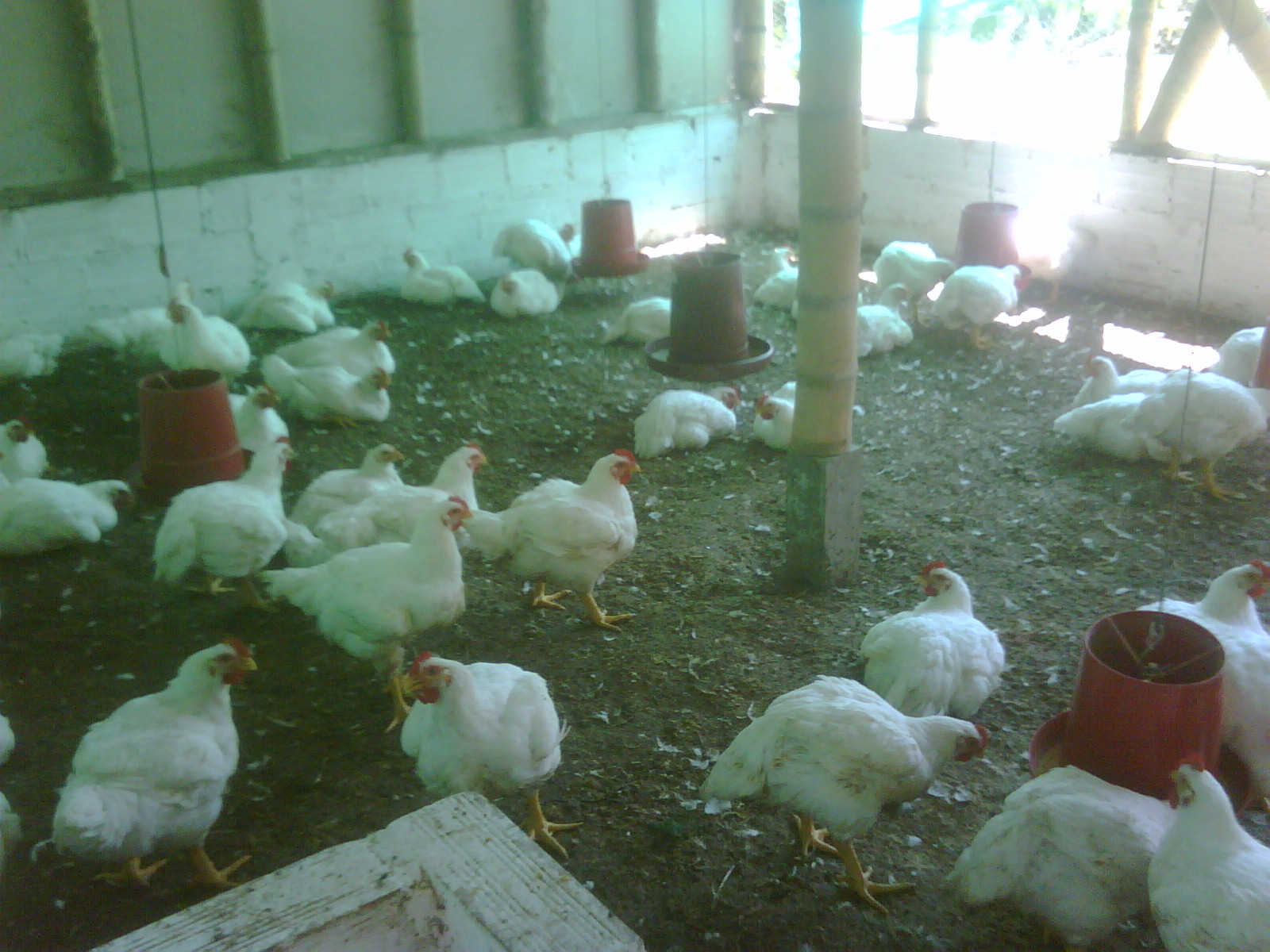 GRANJA EL EDÉN: Pollo Gigante