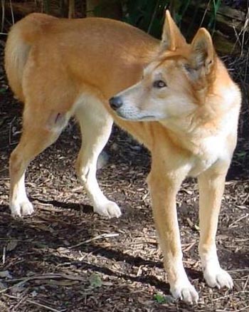 Todo lo que puedas saber de animales: Dingo