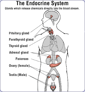 Health & Wellness: What is the Endocrine System?