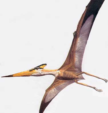 Dinossauros: Pterossauro