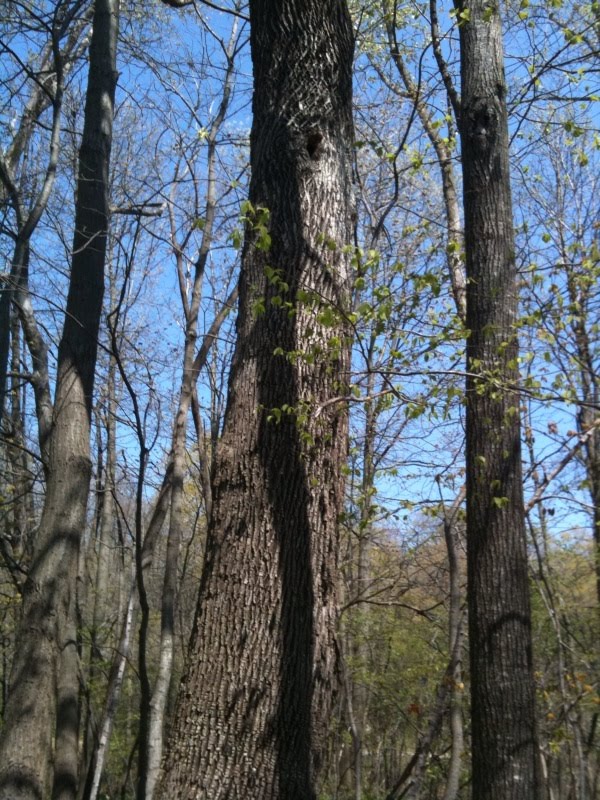 Life of Stubby: April 2010