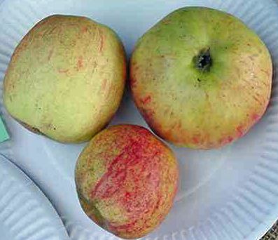 The Farmer Fred® Rant: Fruit Harvest Timetable