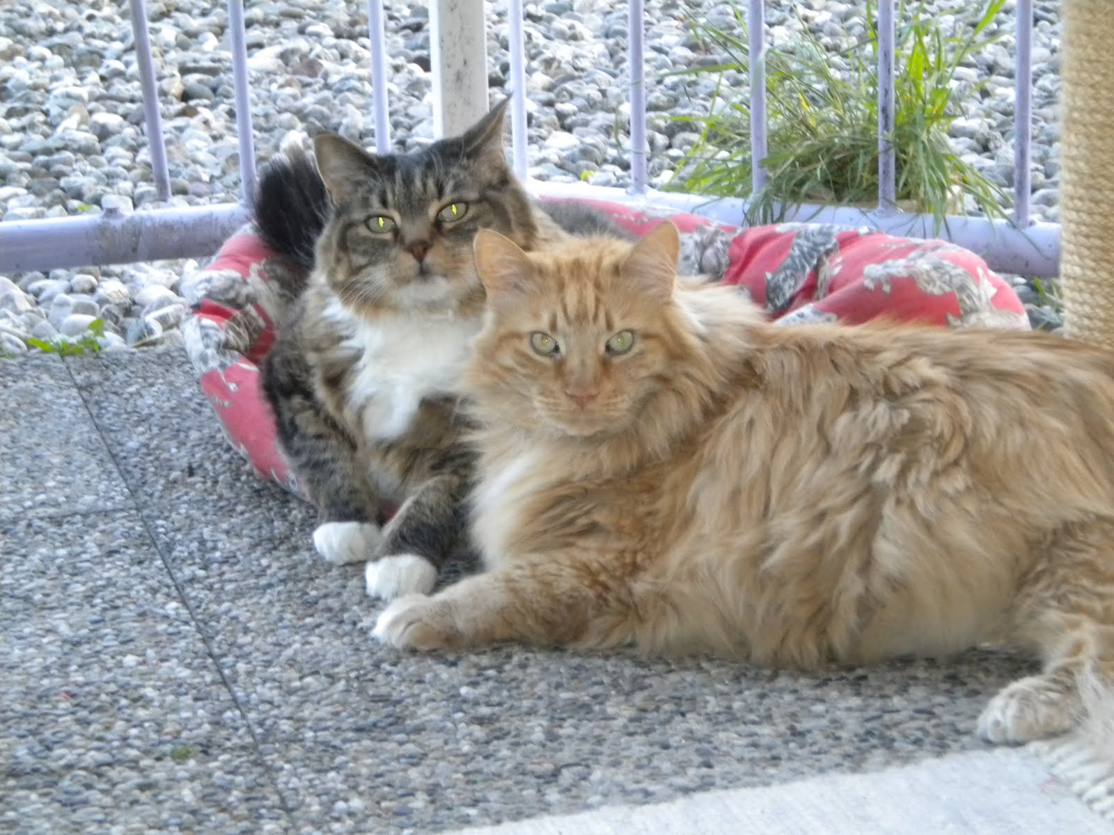 Hexenwesen, Heiler, Katzenliebe, Kraeuter, Pilze, Natur, Kunst: cats ...