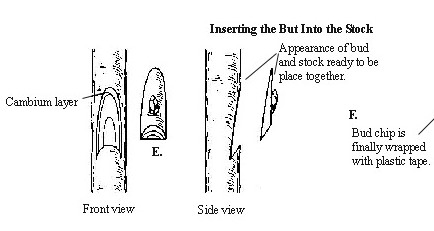 Sojourners: Side Projects