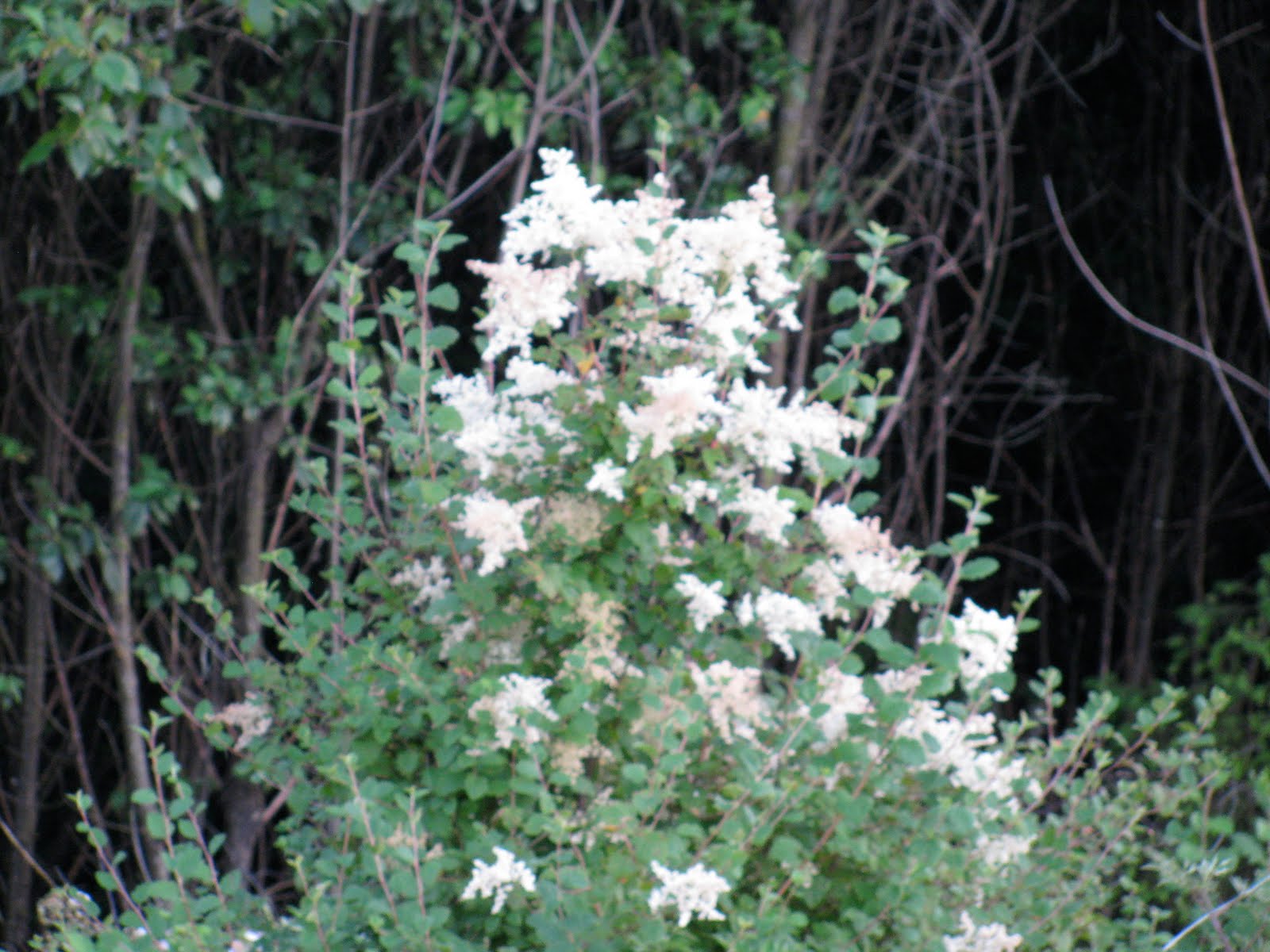 Ravenwood Farm Tails: Native Plants - Ocean Spray