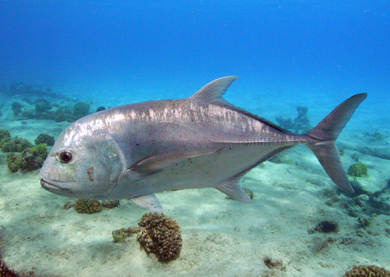 Fishing in Indonesia: Favorite Fish