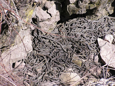 Life of Yosts: A Continuing Tale of Craziness: Narcisse Snake Pits