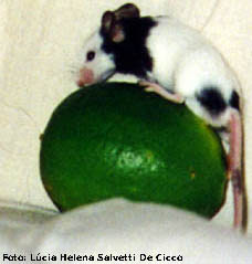 SNAP REPTILES: Camundongos (Mus Musculus)