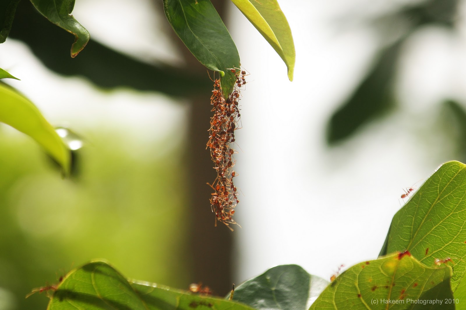 Hakeem Photography: ant colony activity, helping each other