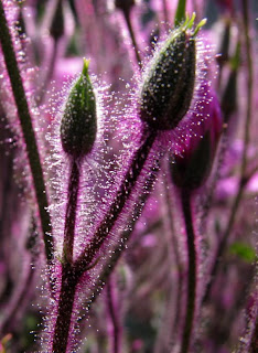 Mallorca es así también: acercandonos al GERANIUM MADERENSE