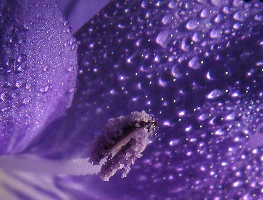 Mallorca es así también: FLORES CON ROCÍO