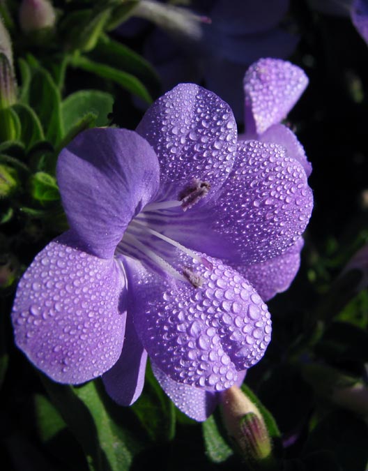 Mallorca es así también: FLORES CON ROCÍO
