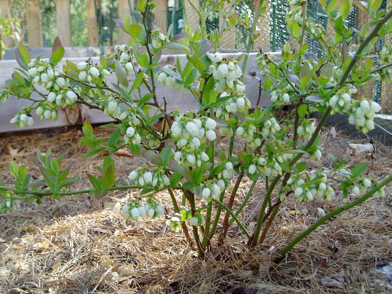 Backyard Nest Egg: Blueberry Blossoms