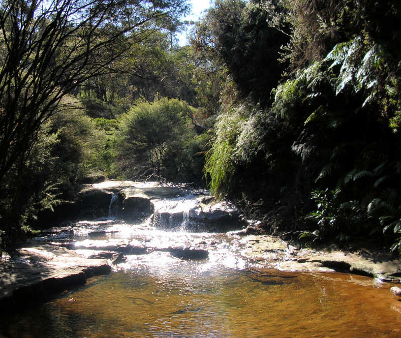 Charles Darwin Walk - Wentworth Falls | Our Walks