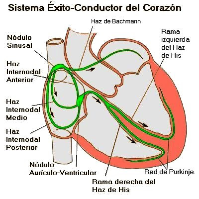 Anatomia del corazón: Anatomia del corazón