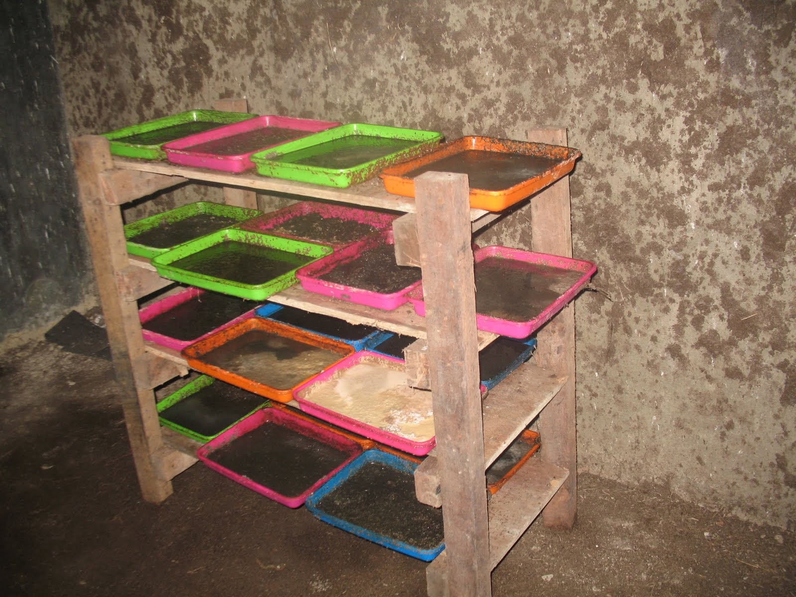 Industri Sarang Burung Walit