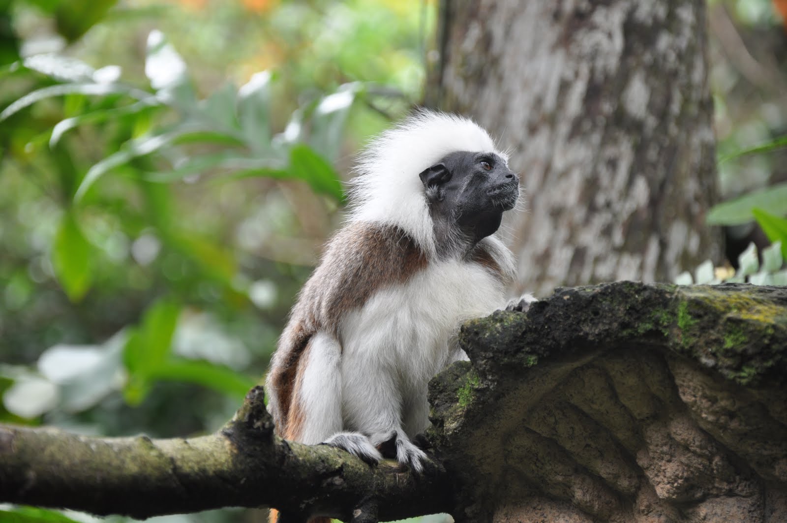 South Korea!: Whoo-Zoooo!