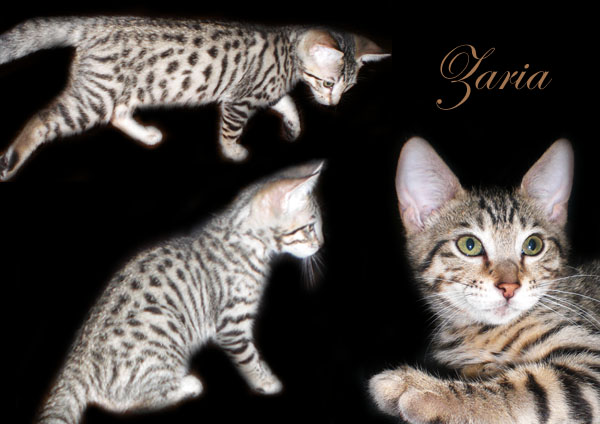 Imperial Felines: F4 Jungle Cat / Bengal Queen