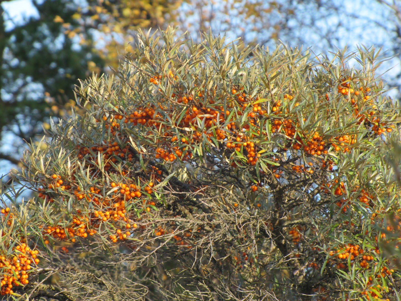 Mitt lilla face: Havtorns plockning vid upplands kusten.