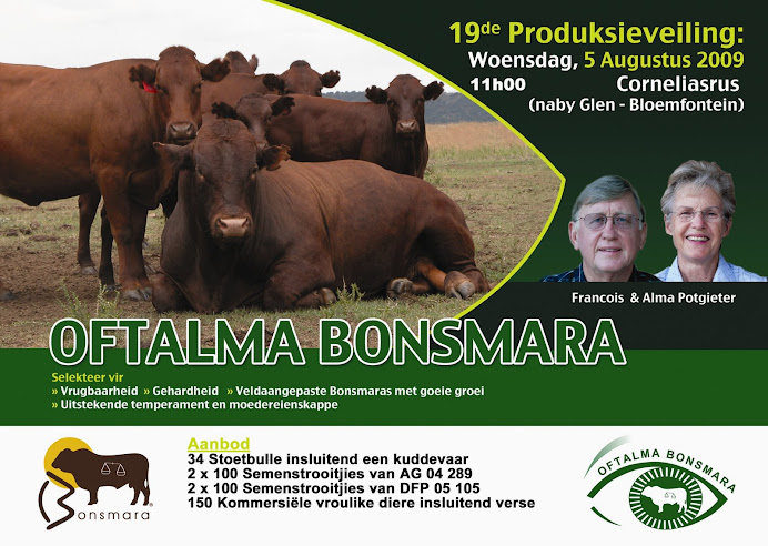 Bonsmara Beef Cattle - Oftalma Bonsmara, Bloemfontein,Free State ...