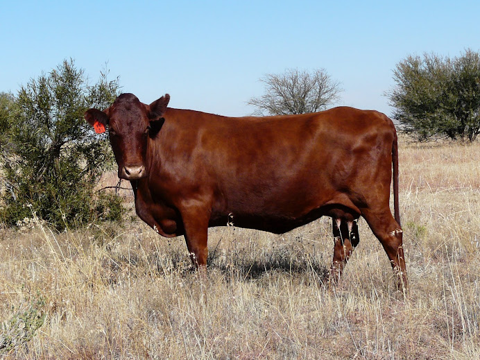 Bonsmara Beef Cattle - Oftalma Bonsmara, Bloemfontein,Free State ...