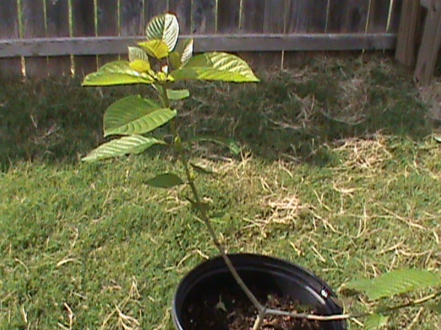 Kratom - Mitragyna speciosa - Live Plants: Large Kratom Tree For Sale ...