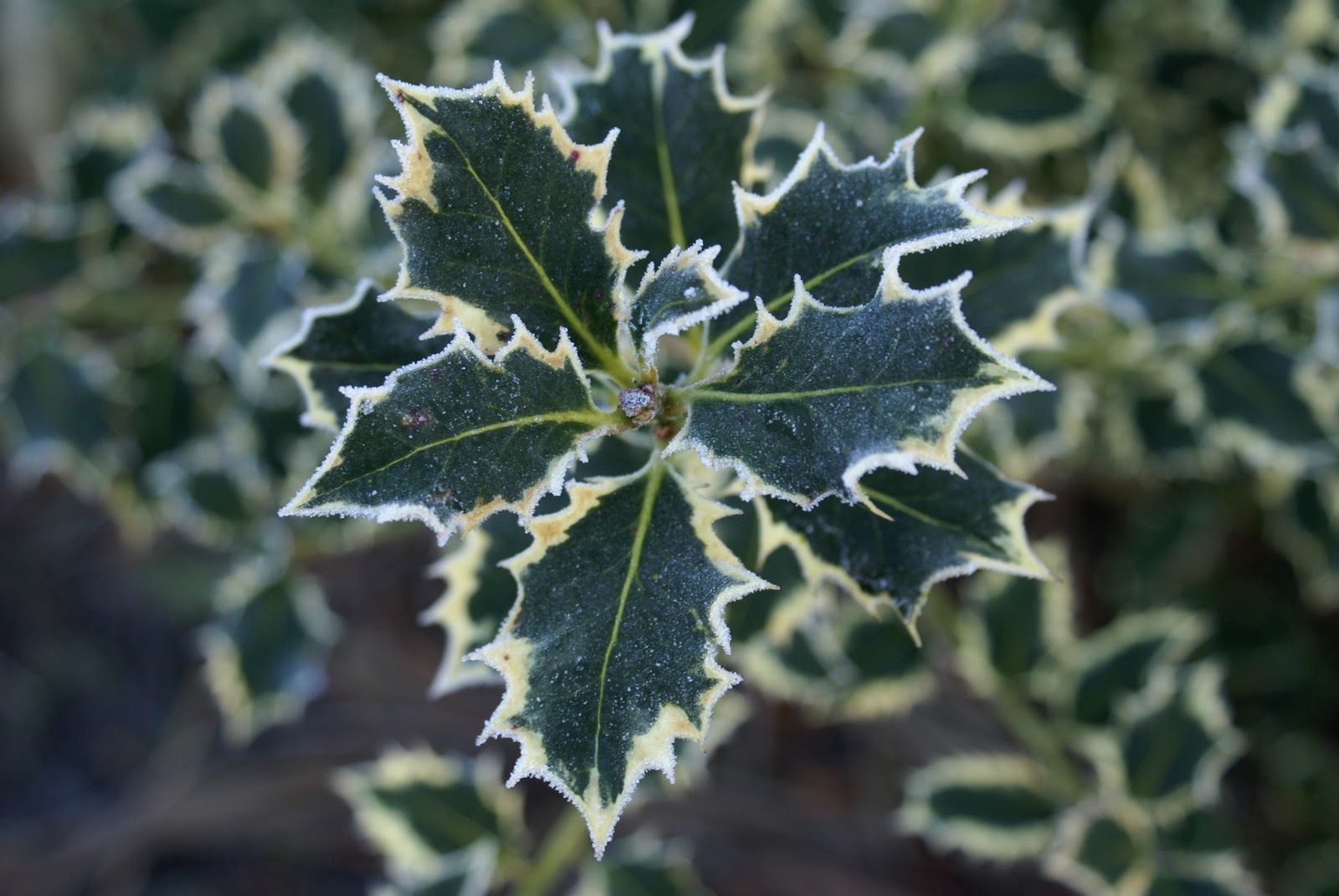 Mike & Kate's Irish Garden