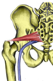 Sport Chiro Doc: Piriformis syndrome