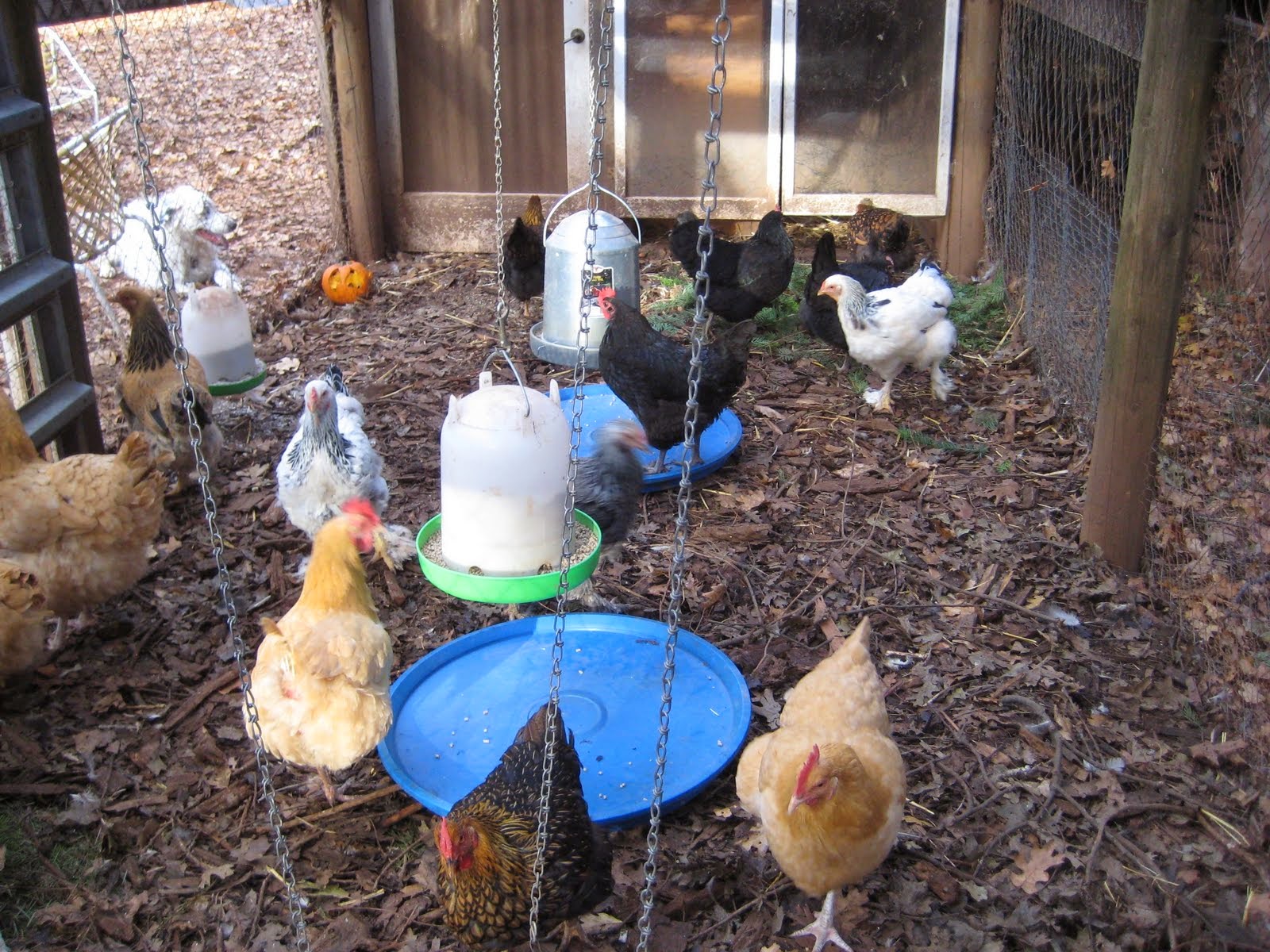 Chickens On The Porch: Windy Day