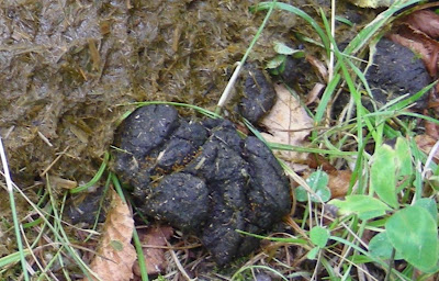 Piaggiasecca recount: Prima dei concimi Montedison, dei depuratori e ...