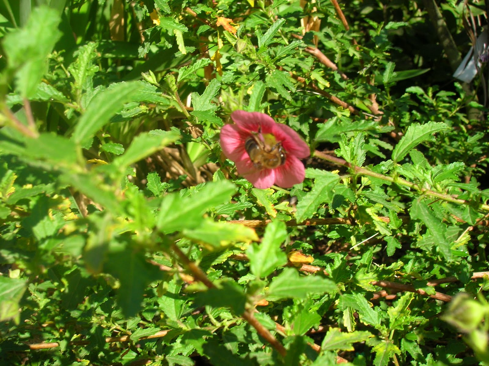 Recregarden: ANISODONTEA CAPENSIS