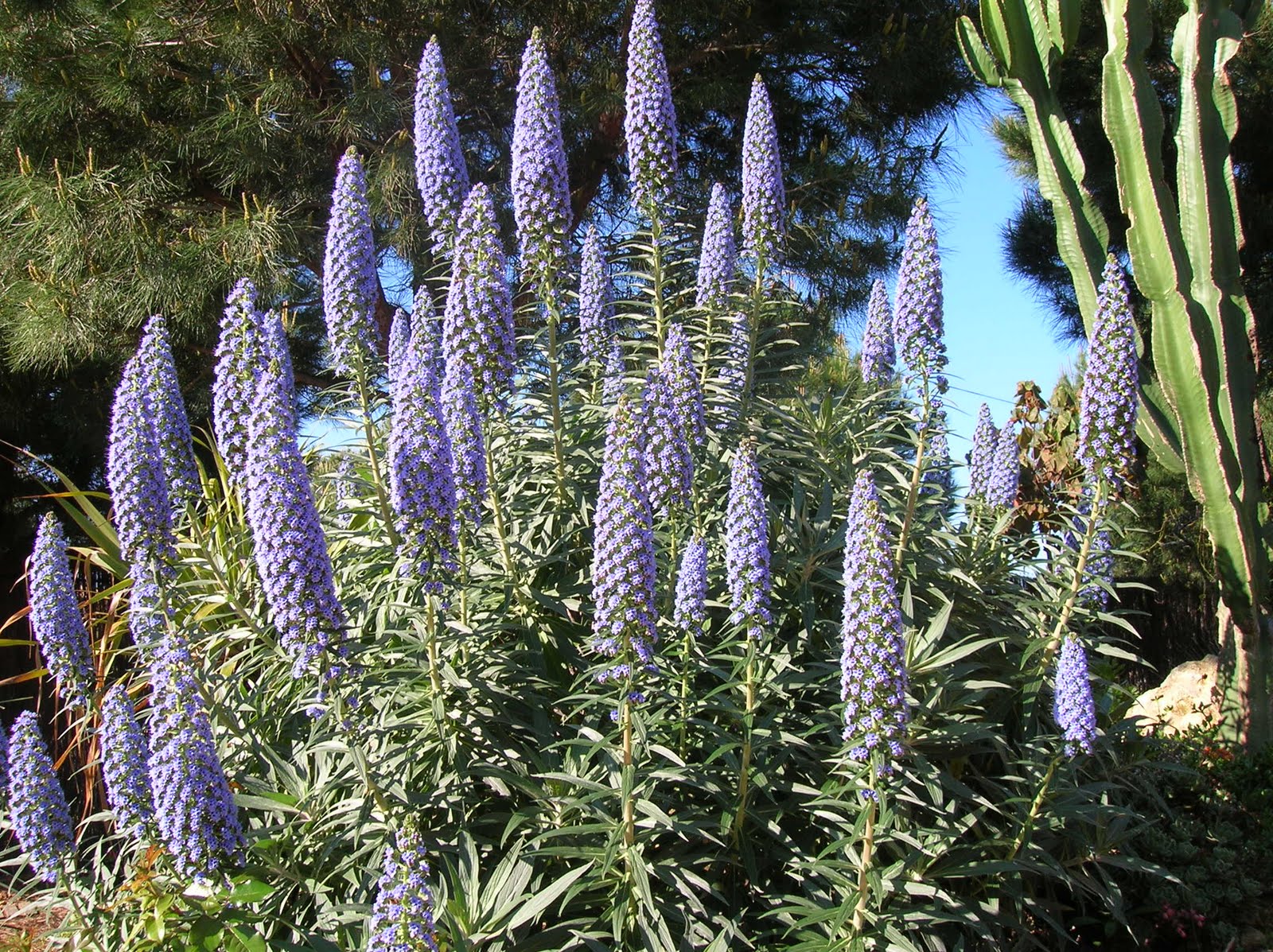 Recregarden: ECHIUM CANDICANS